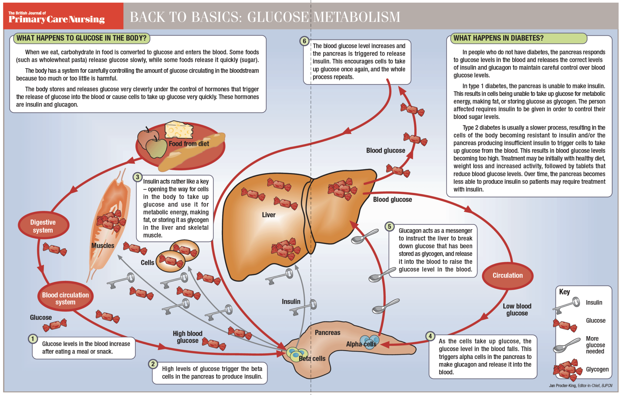 Back to Basics: Glucose metabolism - Issues and Answers