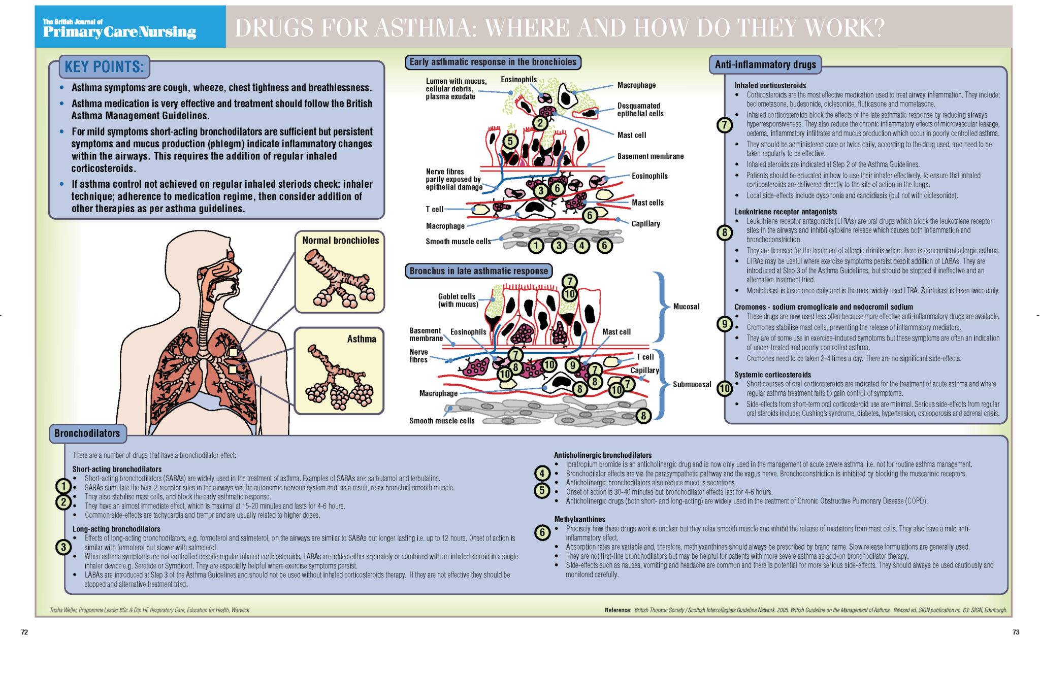 Back to Basics: Drugs for asthma - where and how do they work? - Issues ...