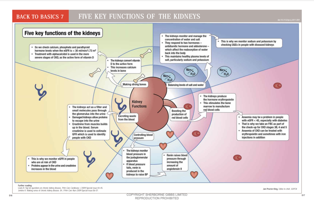Back to Basics 7 - Five key functions of the kidneys - Issues and Answers