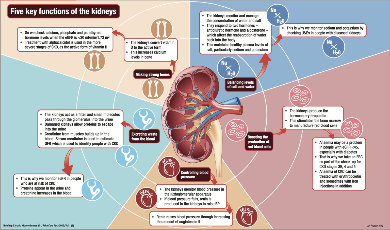 Back to Basics: Key kidney functions - Issues and Answers
