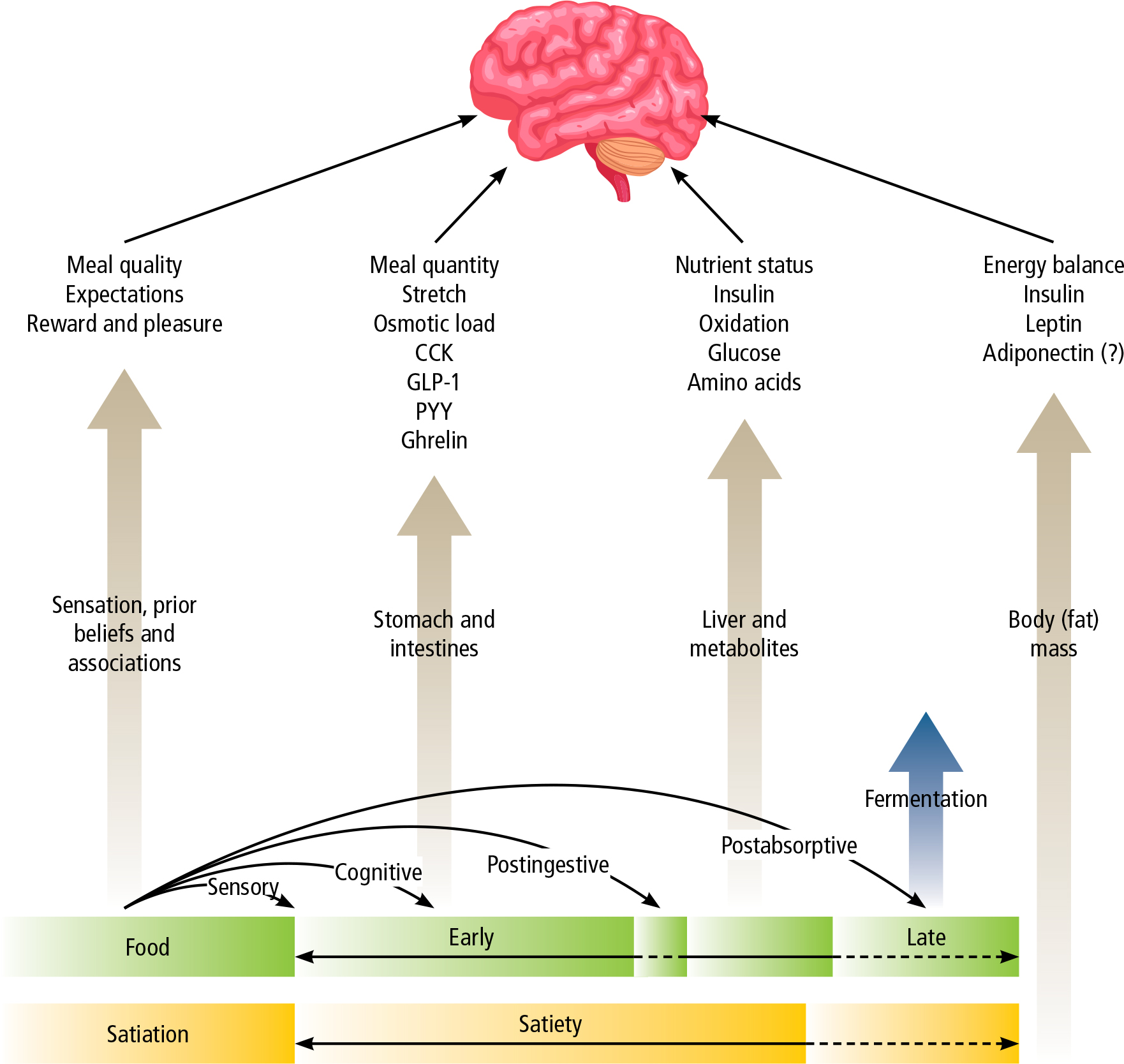 Practical Obesity Management - Issues and Answers
