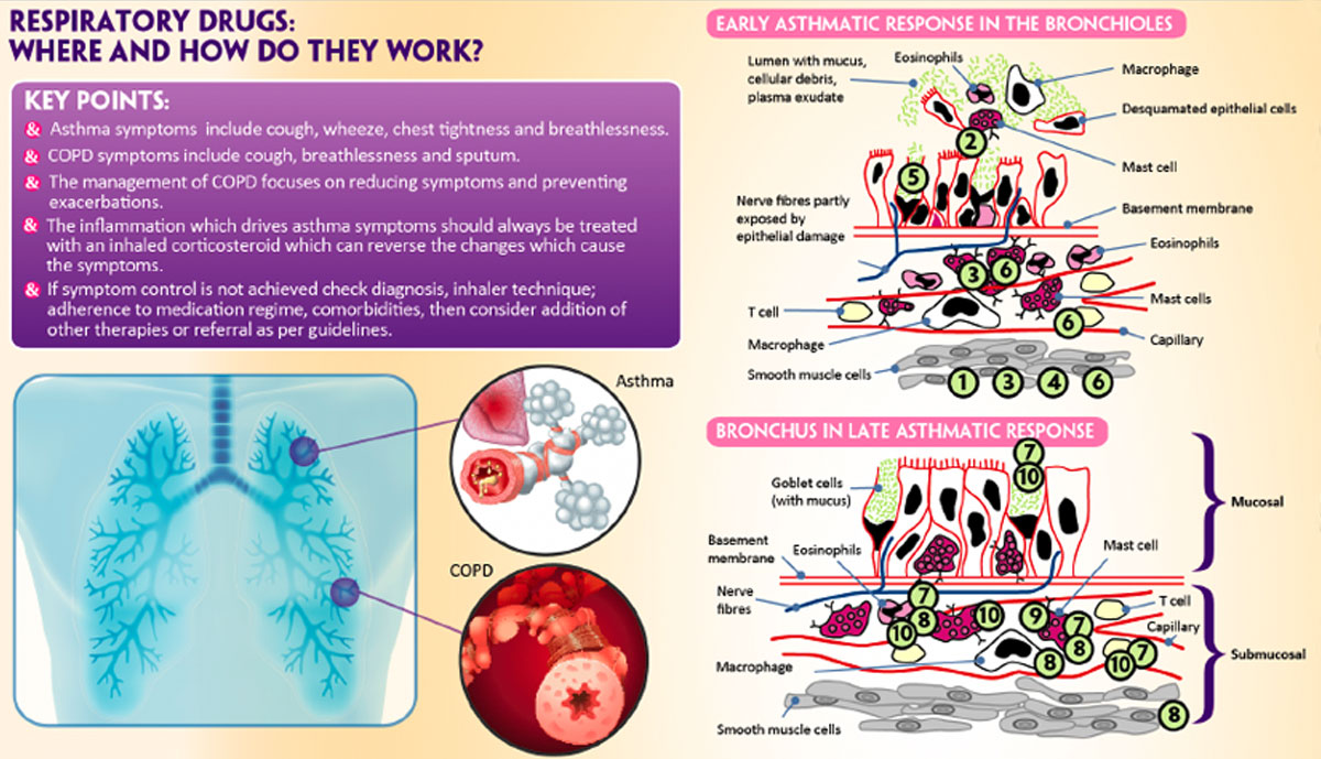 Back to Basics: Respiratory drugs - Issues and Answers